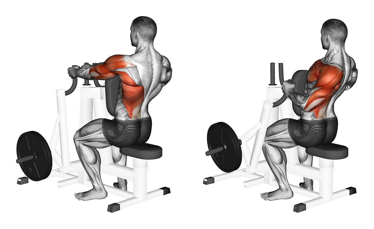 Como o movimento escapular influencia em seu treino de dorsais - Treino ...