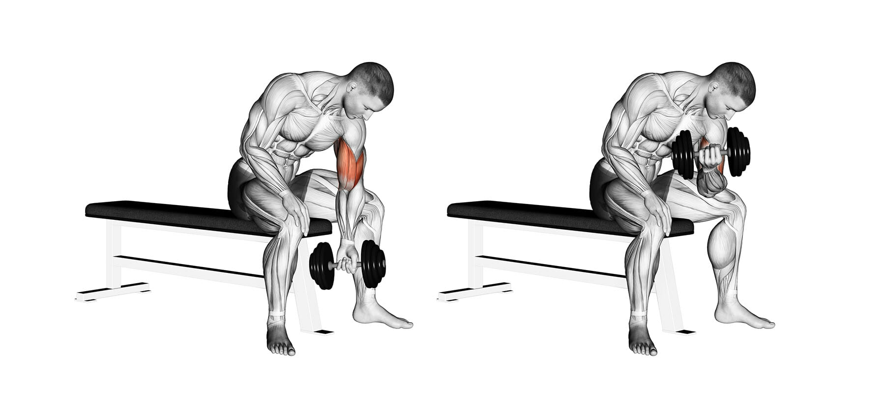 Treino De Bíceps 5 Exercícios Mais Efetivos Melhores Resultados