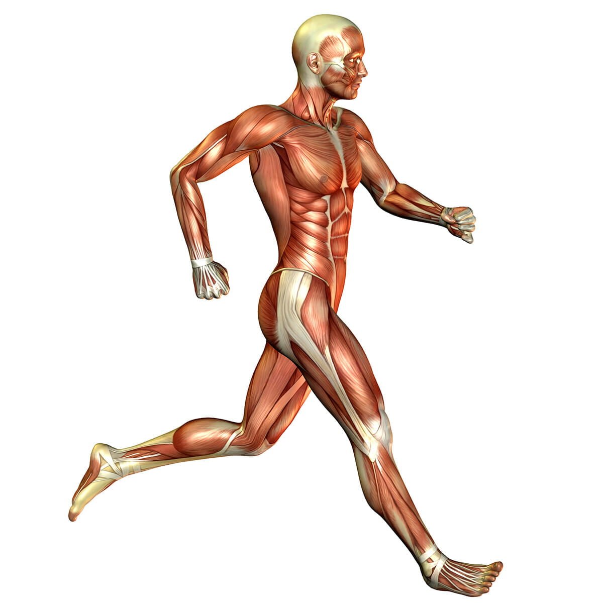 Treino de corrida e musculação, como combinar para aumentar o ... Treino de corrida e musculação, como combinar para aumentar o ...