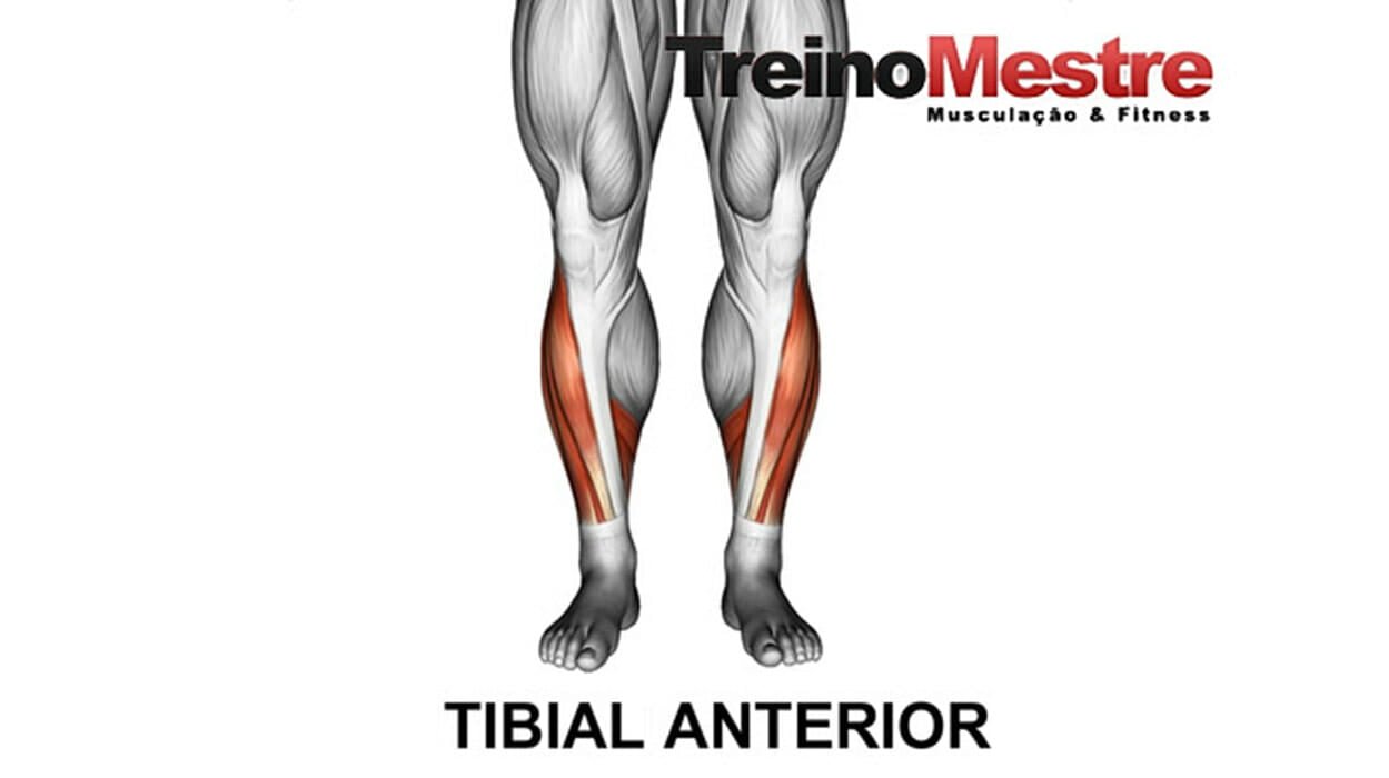 Treino para tibial: Exercícios e como otimizar os resultados - Treino ...